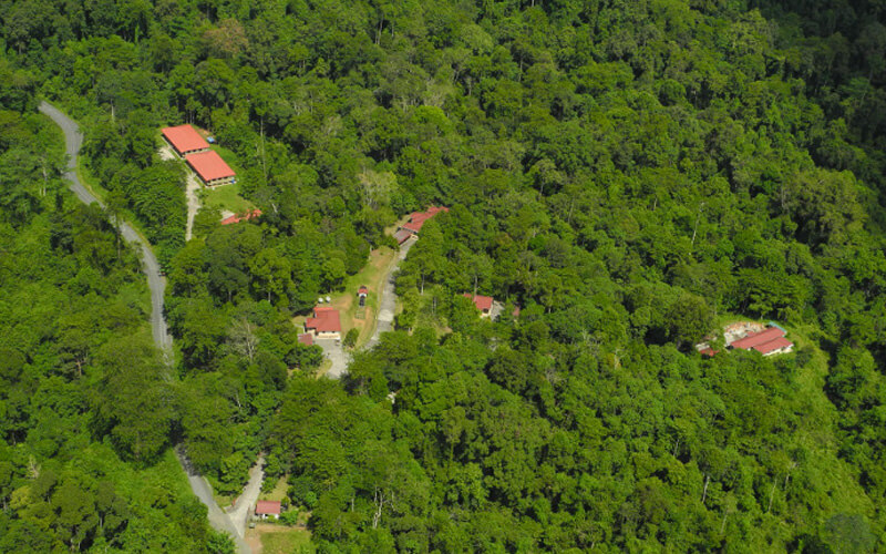 Reforestation – MPOGCF