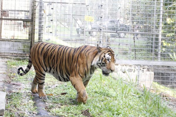 Malayan Tiger Conservation Program – MPOGCF