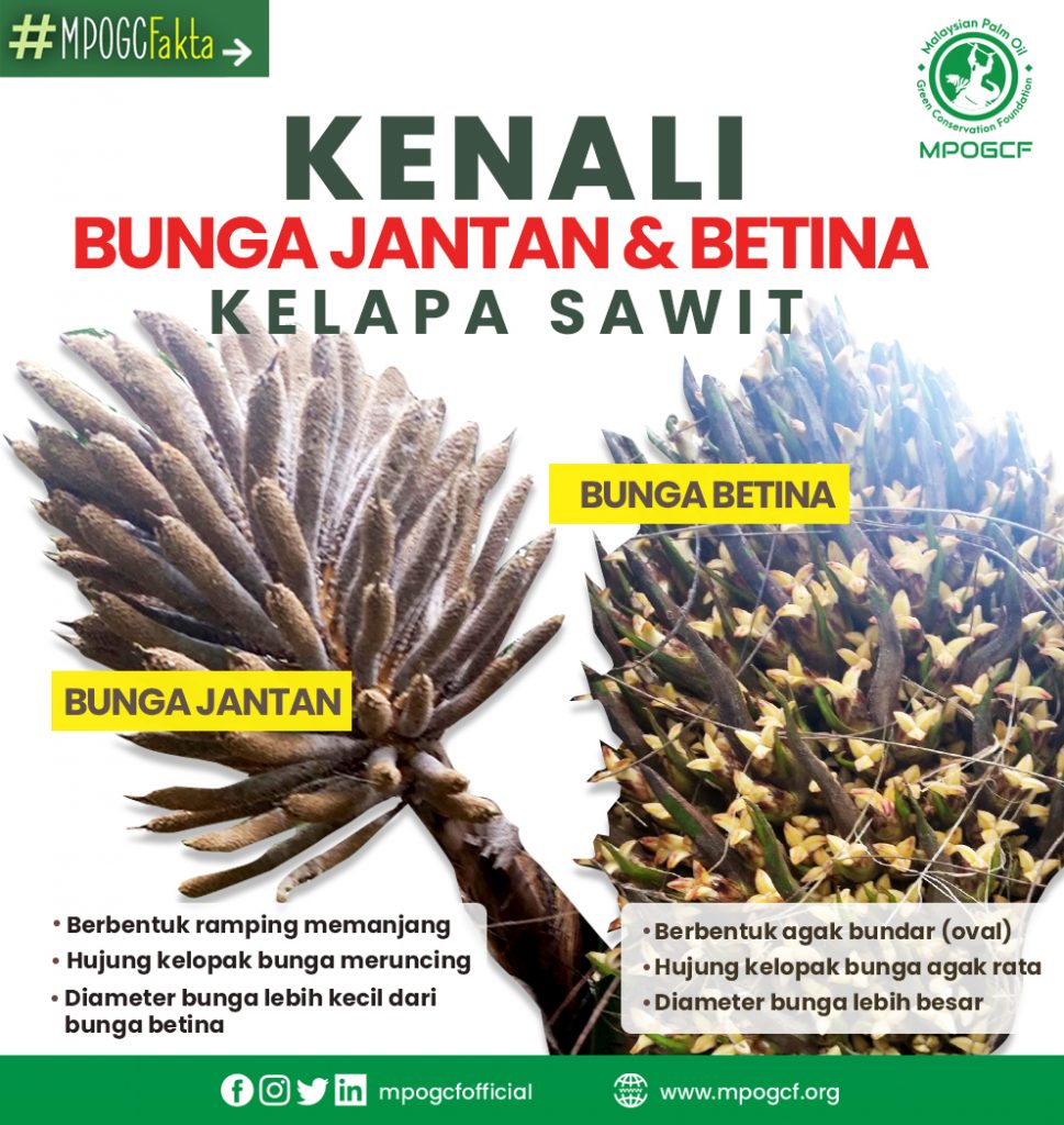 Kenali bunga jantan & betina kelapa sawit – MPOGCF