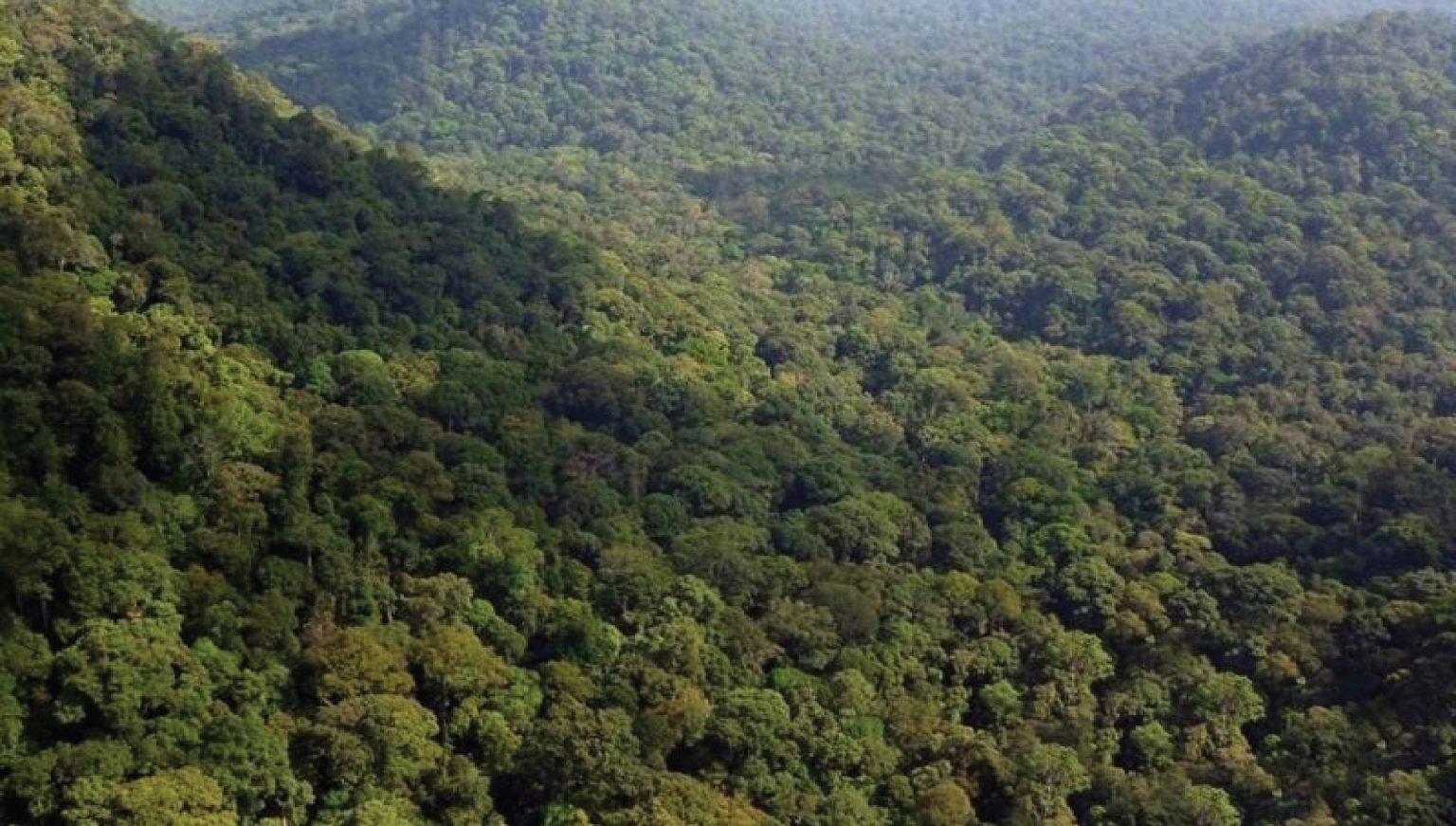 Reforestation – MPOGCF