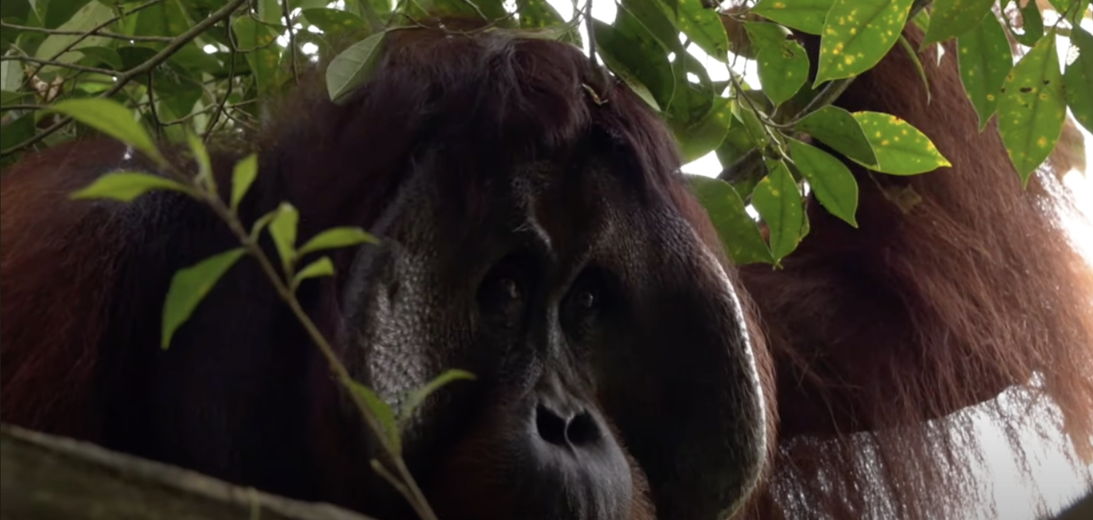 Bornean Orangutan Population Survey – MPOGCF